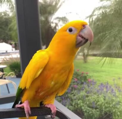Golden conure-Queen of Bavaria - tamedparrotsfarm