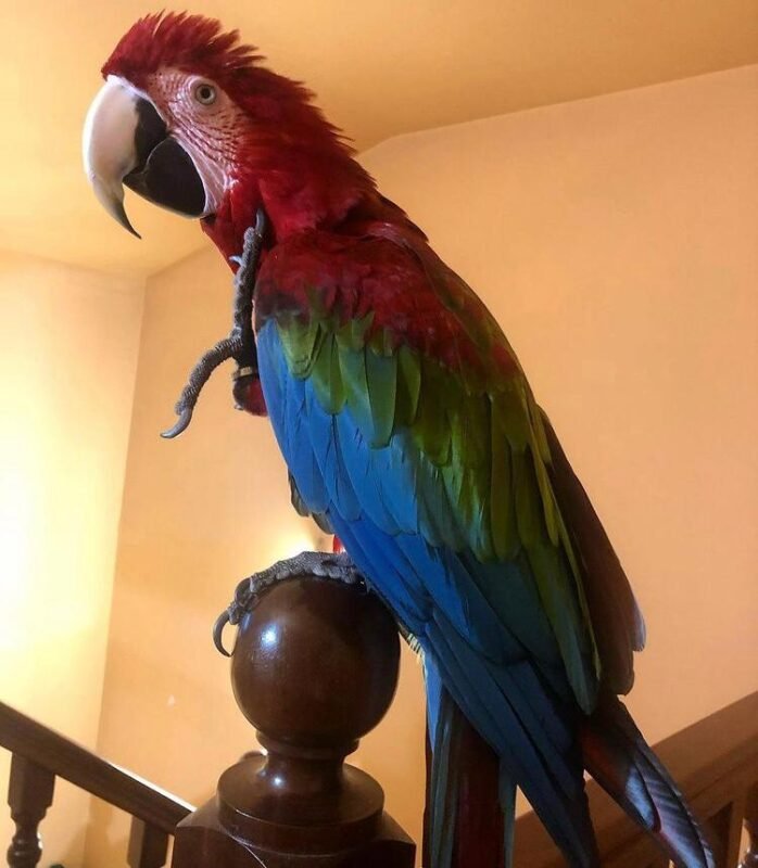 Green Wing Macaw For Sale Online | Mika Birds Farm