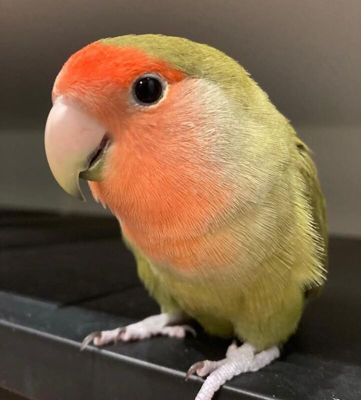 Lovebirds - tamedparrotsfarm